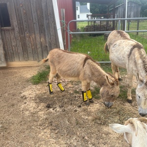 Sheep Leg Wraps, Goat Leg Wraps, Mini Horse Leg Wraps, Serape Cheetah ...