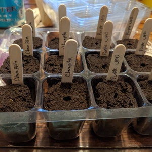 Korean Gochu Pepper Seeds - Etsy