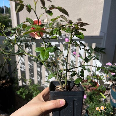 Masora マソラ 真宙 Japanese Rose Super Lovely Big Flowers Heat Resistance ...