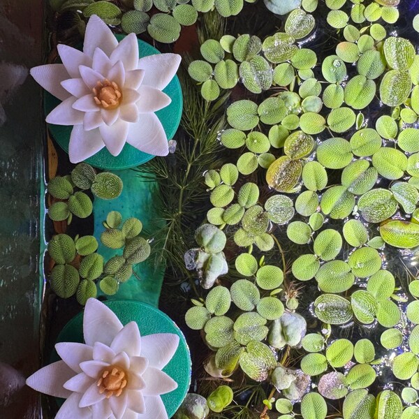 Mushroom Cave Aquarium Ornament, Customizable Fish & Shrimp Tank Decor ...