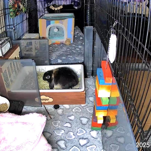 Large Hay Feeder and Litter Box for Giant Flanders Rabbit. Giant Rabbit ...