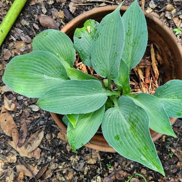 Garden State Bulb Blue Green Hosta Mix Bare Roots, Shade Perennial - Etsy