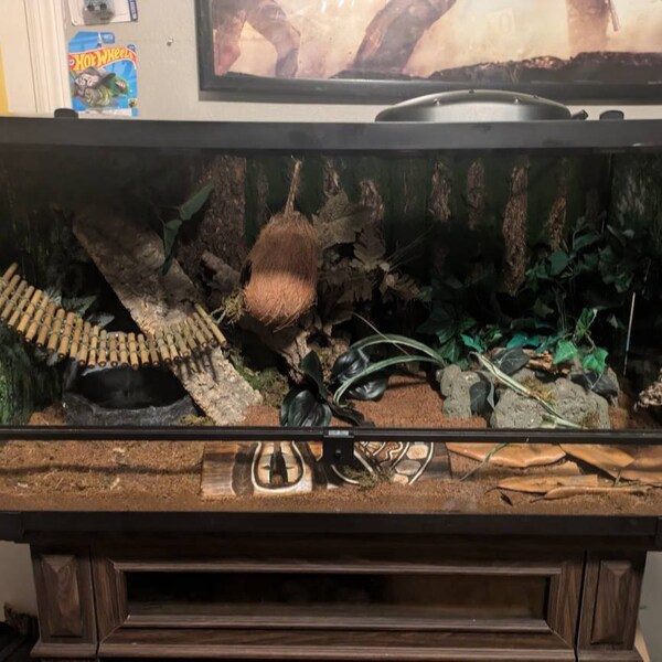 Littlest Pet Shop Custom Panda Bear, Watermelon Bear, Custom Lps ...