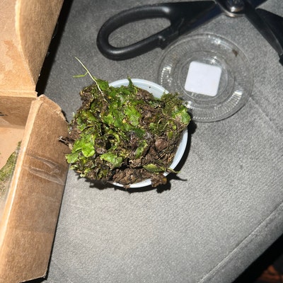 Spoon Leaved Moss Bryoandersonia Illecebra Live Terrarium Moss - Etsy