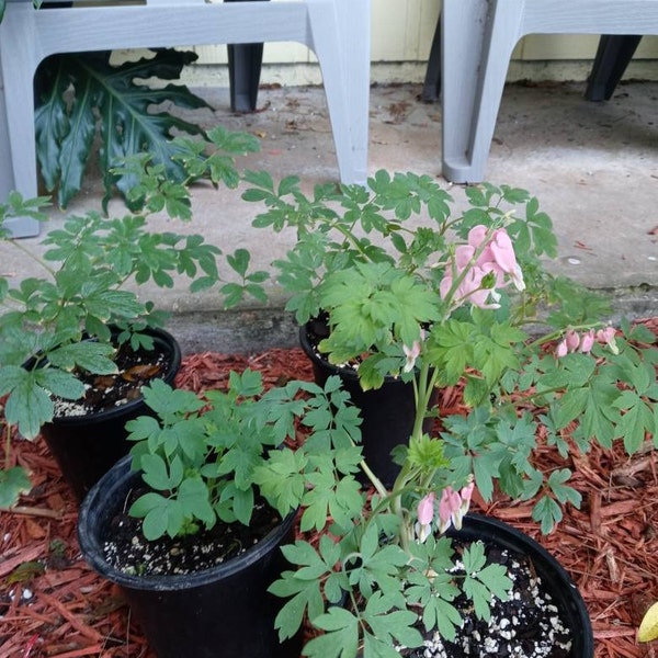 Gold Heart Bleeding Heart, Golden Yellow Leaves W/ Pink and White ...