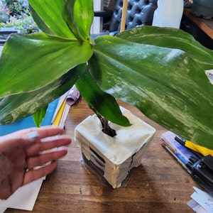 Variegated Spiral Ginger Costus Arabicus Variegatus - Etsy