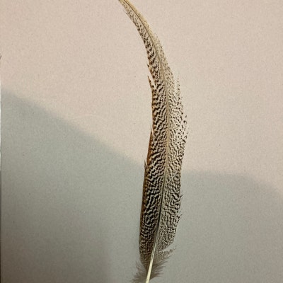 Great Argus argusianus Argus Pheasant Tail Feather, Naturally Molted ...