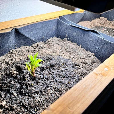 Narcissus Thalia Flower Bulb Plant in Fall for Spring Blooms Hardy ...