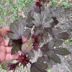50 Ethiopian Kale Seeds 50 Abyssinian Mustard Seeds 50 - Etsy
