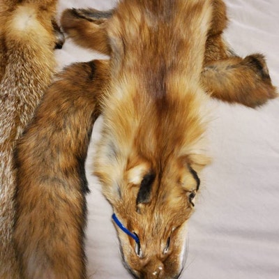 Tanned Red Fox Pelts / Hides - Etsy
