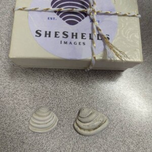 RARE Pawleys Island Shells Seashell Imperial chunky Venus Clam 1 Piece ...