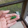 Grasshopper Glass Miniature, Migratory Locust Animals Glass, Hand Blown ...