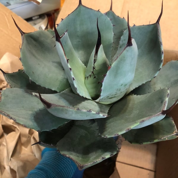 Dragon Toes, Various Sizes, Agave With Gray Leaves With Red Tips, Grows ...