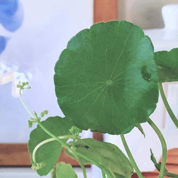 Hydrocotyle Vulgaris Copper Coin Plant, Chinese Coin Plant Marsh ...