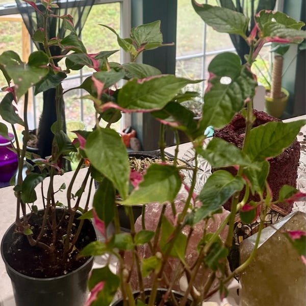 Ajuga Feathered Friends fierce Falcon Plant in 3 1/2 Pot Perennial ...