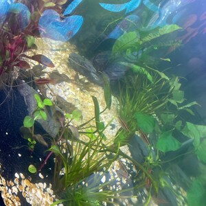 Samolus Parviflorus Red Rare Live Aquarium Plants - Etsy