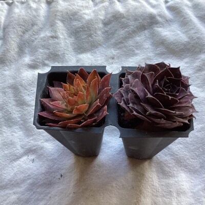 Ajuga Feathered Friends fierce Falcon Plant in 3 1/2 Pot Perennial ...