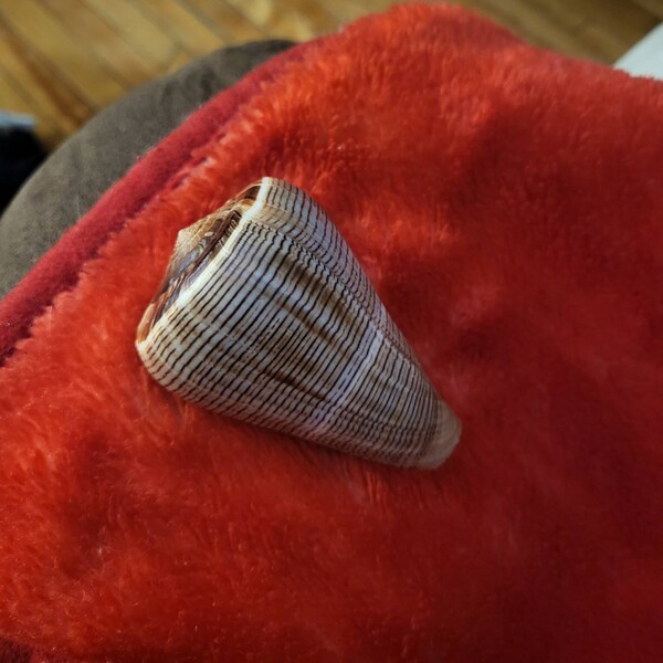 Japanese Turban Shell Lid / Sea Shells / 100% Natural & Genuine / for ...