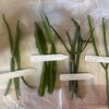 Rhipsalis Cereuscula, Rice Cactus, Coral Cactus Plants 4” Pot and 4 ...