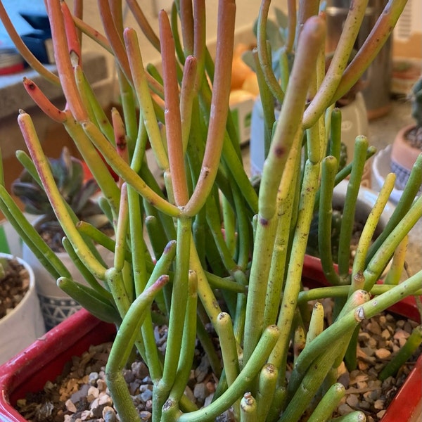 Fire Stick Cactus | 6 Inch | Sticks on Fire Cactus | Tirucalli | Live ...