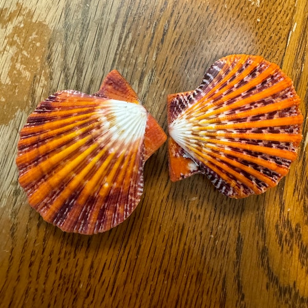 SET OF 100 Real Snake Head Cowry Shells Cypraea Caputserpentis Cowries ...