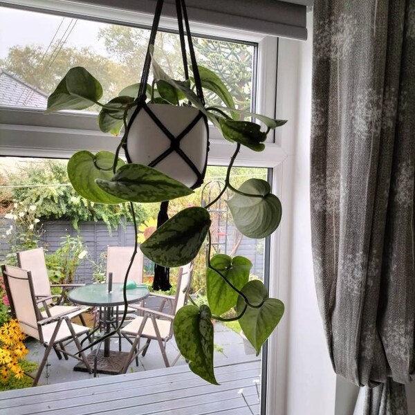 Macrame Ceiling Plant Hanger Indoor, Hanging Wall Planter, Macrame Wall ...
