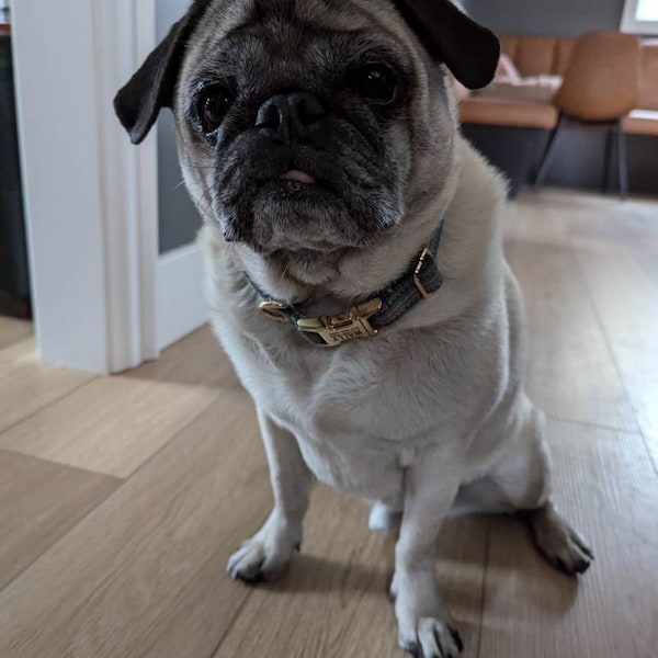 Green Chevron Dog Elite Bundle Custom Dog Collar, Leash and Harness ...