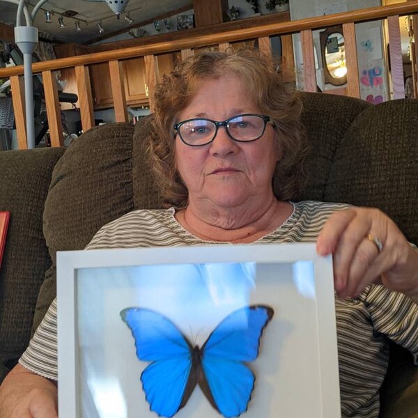 Morpho Butterfly Framed Collection Morpho Didius and Morpho Zephyritis 8x10 Black Frame - Etsy