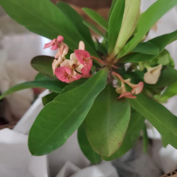 Men's Jacket // Vintage Jacket // STP Oil Retro Jacket // Kingsroad STP ...