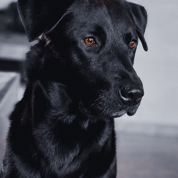 Dark Lightroom Preset, Black Presets, Lightroom Presets, Lightroom ...