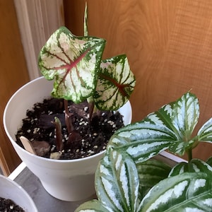 Caladium 'mint Julep' Size #1( 1 Bulb/larger 1-1/2" to 2-1/2") **new ...