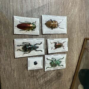 Mixed Real Beetles Package of 5 Pack of Mixed Beetles - Etsy