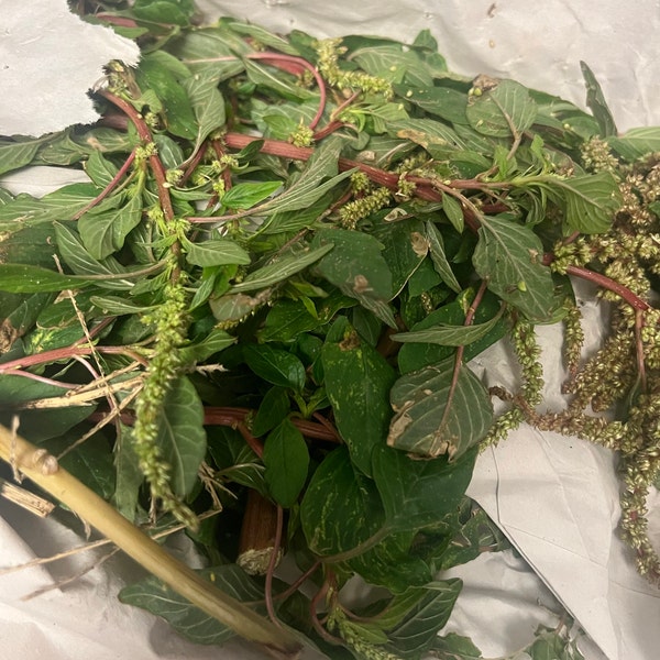 Atiponla -tostón-punarnava Boerhavia Diffusa Attacks Riches- Prosperity ...