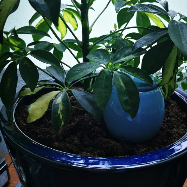 Watering Bell, Self Watering Pot, Self Watering Can, Gardening, Plant ...