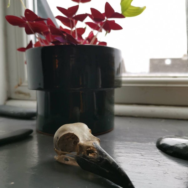 Crow Skull Real Natural Rook Skull Raven Corvid Taxidermy Gothic Curo ...