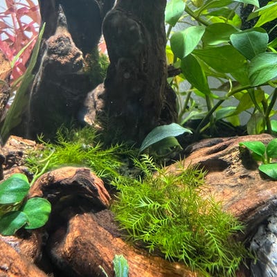 1 Pink Flamingo Crypt Plant Live Aquarium Plants Free S/h Live Aquatic ...