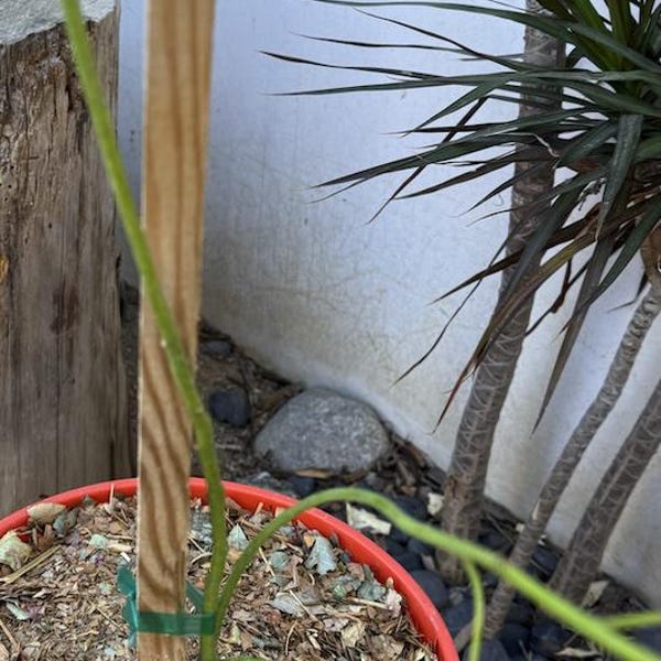 Flanders Fig Live Plant 2ft Tall Ship in 6 Pot - Etsy