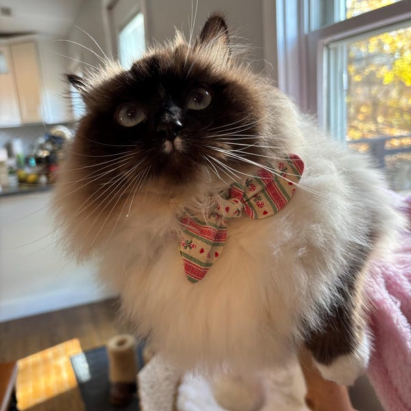 Cat Collars THISTLE Handmade Breakaway Soft Cat Collar - Etsy