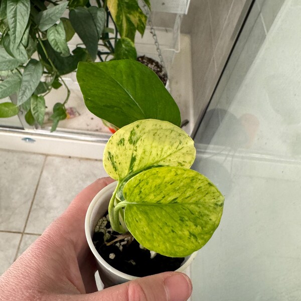 Carnival Pothos Teruno Series Epipremnum Aureum Carnival Terunoworld ...