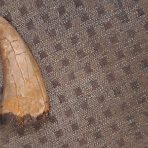 Velociraptor in Matrix - Fossil - Etsy