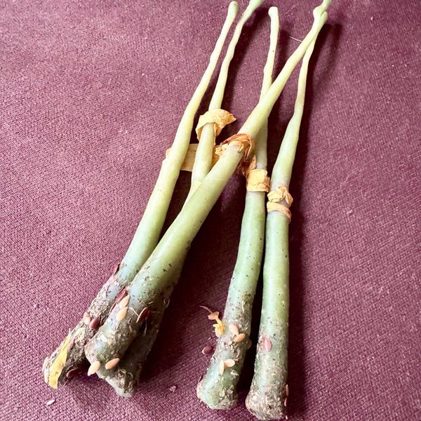 Set of 11 Magic Dipped Handmade Candles With Herbs & Oils for Meditation, Witchcraft, Pagan ...