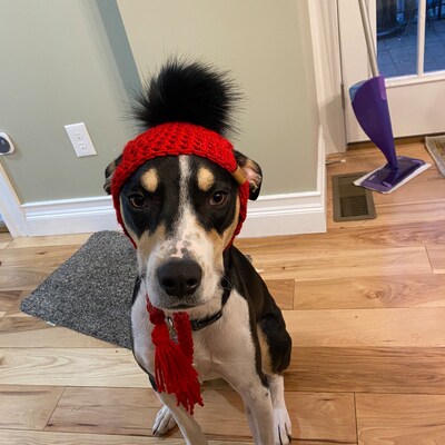 Corgi Beanie Dog Beanie Corgi Hats Dog Hat Dog Beanie - Etsy