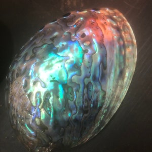 Rare 12-15 Cm Natural Large Conch Shells Natural Water Conch | Etsy