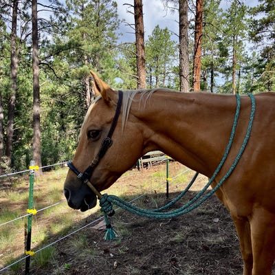 Rope Halter & Mecates Natural Horsemanship Hackamore 21 Colors 2 or 4 ...