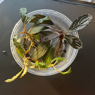 Bucephalandra Paris Aquatic Plant PRE ORDER Available May 24th - Etsy