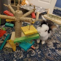 Tree Rabbit Toy - Etsy