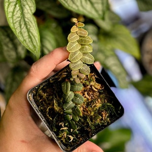 Begonia monica | Etsy