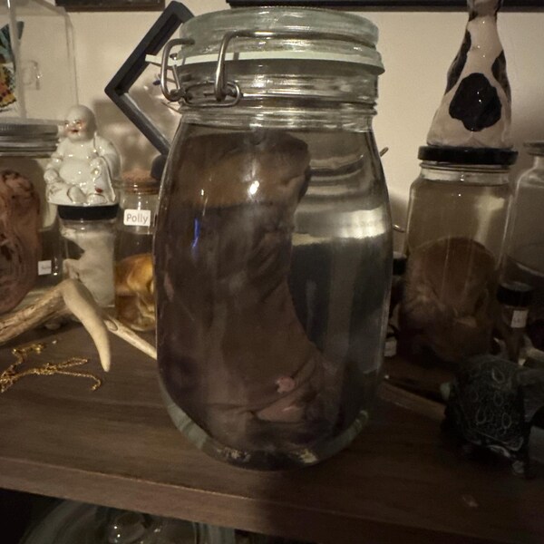 Freeze Dried Yak Feet (for One) - Taxidermy Yak, Deer Antlers ...