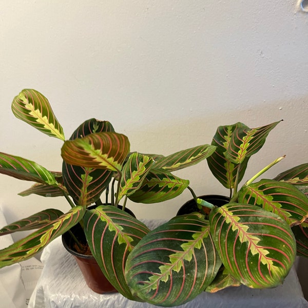 Red Maranta or Green Maranta in 4" Pot - Etsy