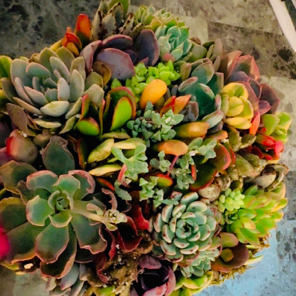 Point Loma Succulent Garden - Large Live Succulent Arrangement Gift and ...